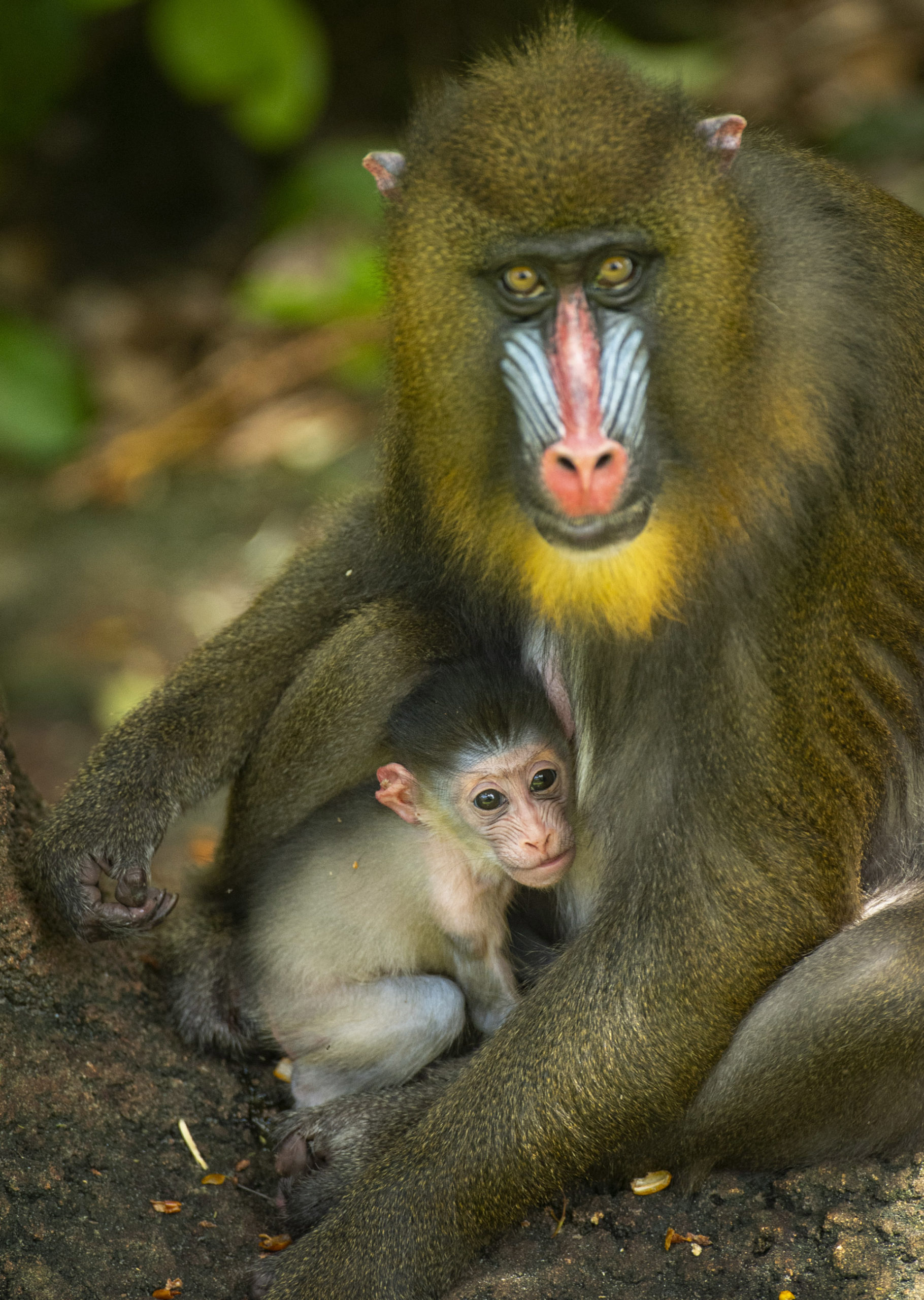 Disney’s Animal Kingdom da la bienvenida a bebé mandril