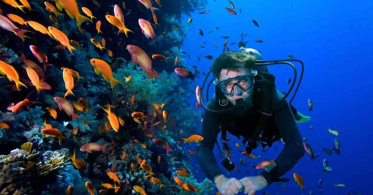 El buceo, un deporte que te encantará - La Prensa Florida