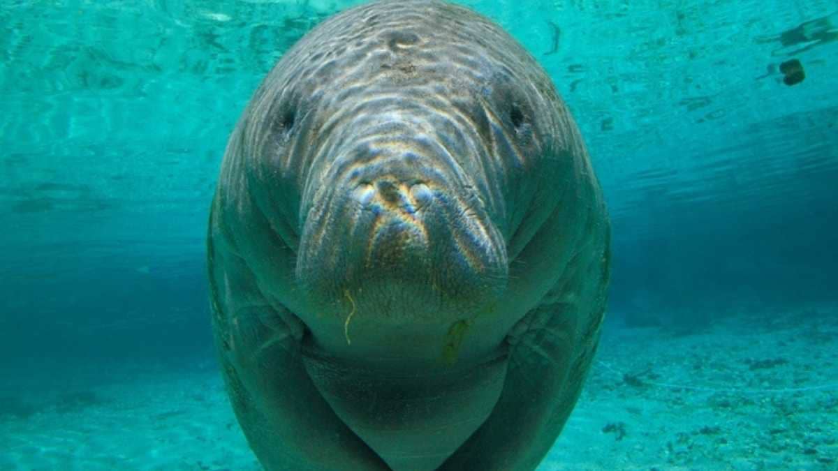 ¿Manatí en peligro de extinción?